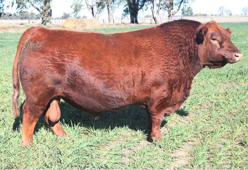 Toros Colorados: Carrilero