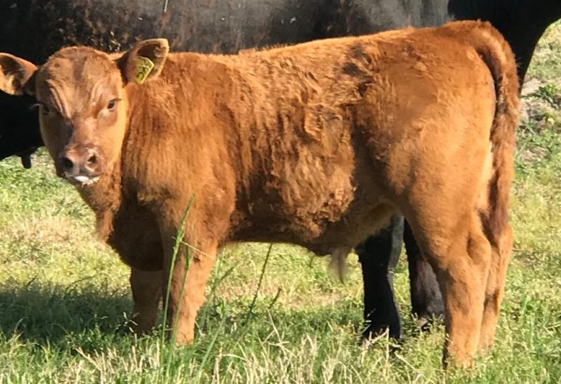 Toros Adquiridos: Toribio